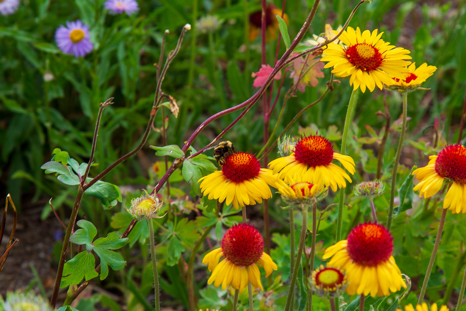 Top 10 Plants for Big Sky – Alpenscapes